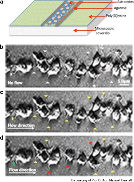 Bending And Shortening Of Astrocyte Primary Cilia Thirty Primary Cilia Download Scientific