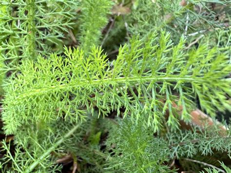 Medicinal Properties Of Yarrow Wound Care And More Wired Homestead