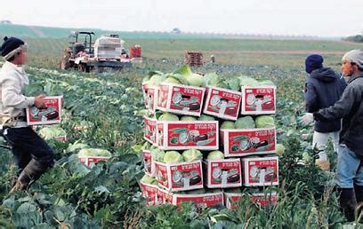 Thai Workers Rights Abused On Israel Farms Says Human Rights Watch
