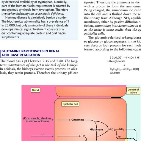 Deficiencies Of Urea Cycle Enzymes Download Scientific Diagram