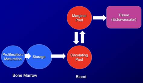 Leukogram Interpretation Flashcards Quizlet