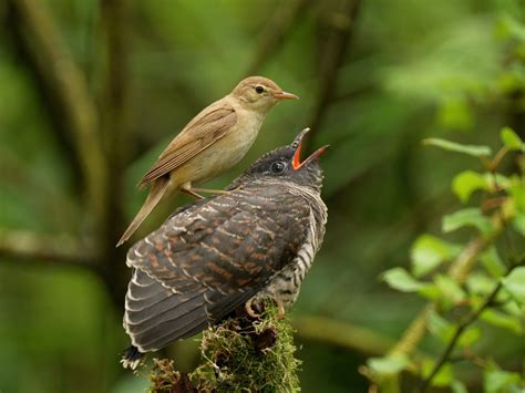 Tiny Reed Warblers Raise Cuckoo Chick Five Times Their Size Robert E