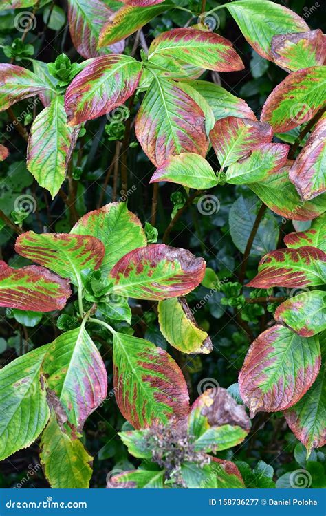 Green Leaves With Brown Patterns Stock Image Image Of Edge Closeup