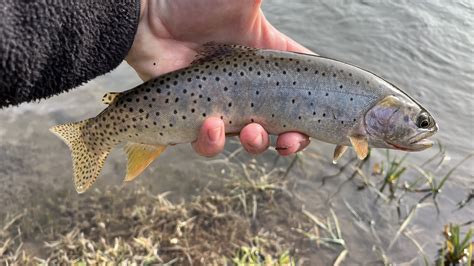 Utah Cutthroat Slam The Guide To Catching Native Yellowstone