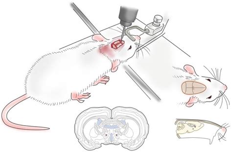 Curriculum Vitae Cv ‣ Ehsan Ghavimehr Md