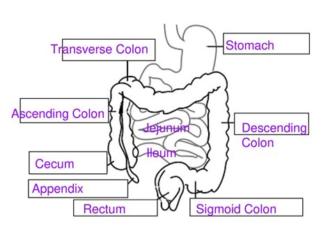 The Digestive System Chapter Ppt Download