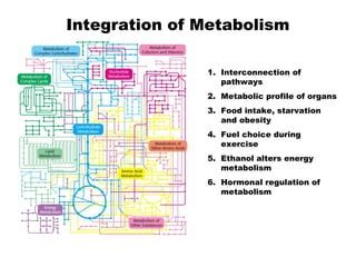 Metabolism Diagram
