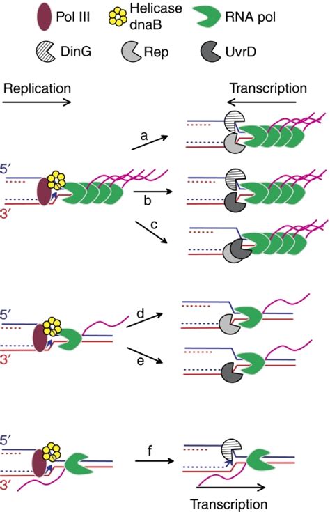 Rescue Of Transcription Blocked Replication Forks By Helicases