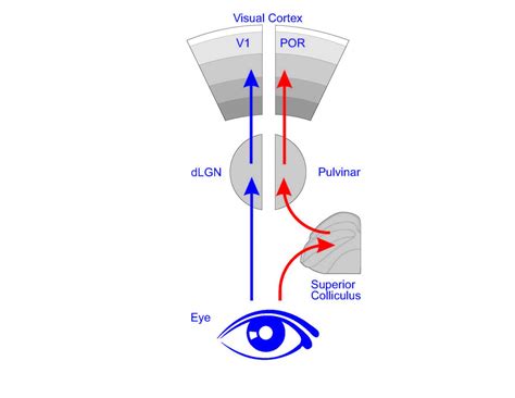 Secondary Visual Cortex