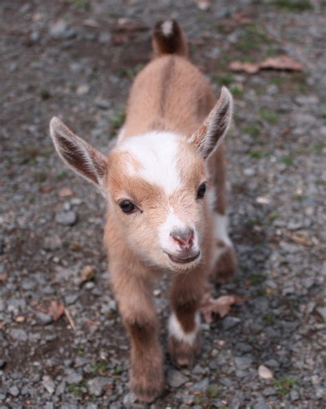 Les 10 Photos De Bébés Chèvres Les Plus Cute Yummypets