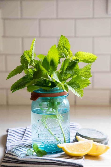 Lemon Mint Plants Use