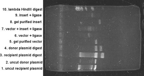 Plasmid Preps Restriction Digests And Ligations Assessed By Agarose