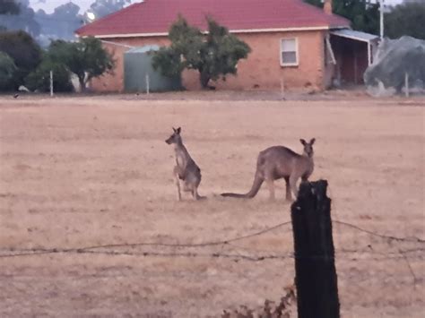 Classic Aussie Backyards Raww