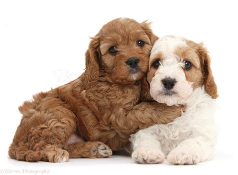 Dogs Cute Cavapoo Puppies Hugging Photo Wp39188