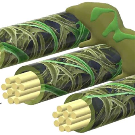 6 Structure Of Lignocellulose Biomass Source Tursi 2019 Download