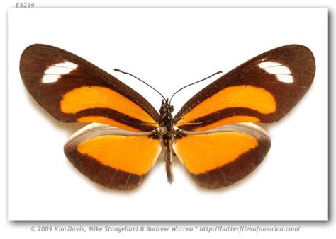 Eueides Lybia Olympia Fabricius 1793