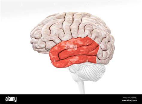 Cerebral Cortex Temporal Lobe In Red Color Profile View Isolated On