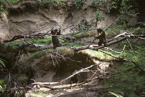 Sun Bear Forest Shines San Diego Zoo 100