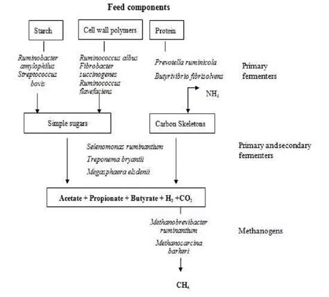 Microbial Fermentation In The Rumen Primary Digestive Microorganisms