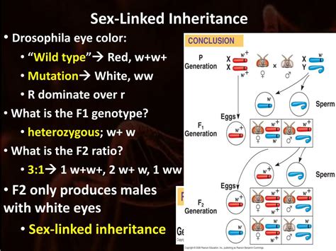 Ppt Mendel Genetics Powerpoint Presentation Free Download Id2680831