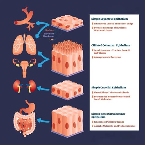 Epithelial Tissue The Bodys Protective And Functional Shield