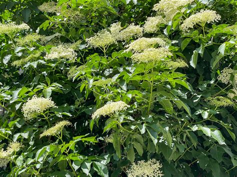 A Simple Guide To Growing Elderberry Plants