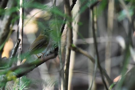 Ml393793041 Brown Chested Jungle Flycatcher Macaulay Library