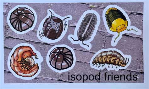 Isopod Friends Set Of 6 Isopod Roly Poly Pillbug Stickers Etsy