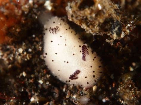 丝兔宝宝海边丝兔宝宝蕾丝 伤感说说吧