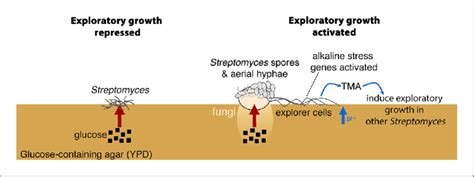 New Model For Streptomyces Development When S Venezuelae Is Grown