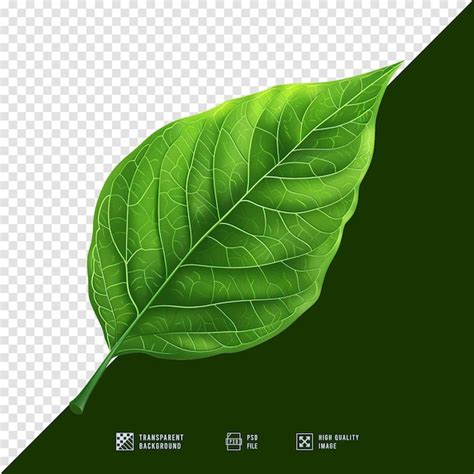 Premium Psd Leaf Images Without Hd Quality Background