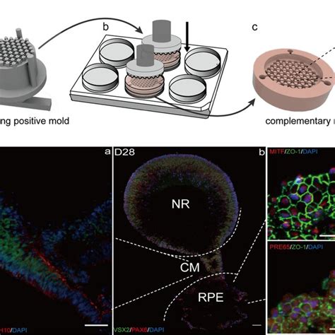 self organization of ros from human ipscs on a pdms microwell platform