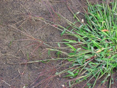 Identify Florida Lawn Weeds A Comprehensive Guide