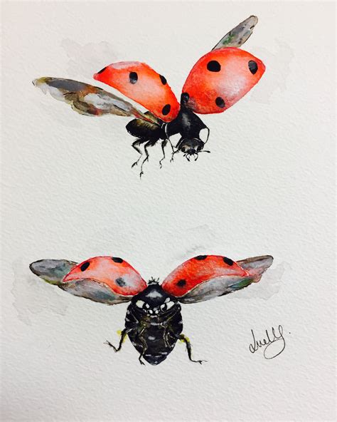 Ladybug Drawing Images