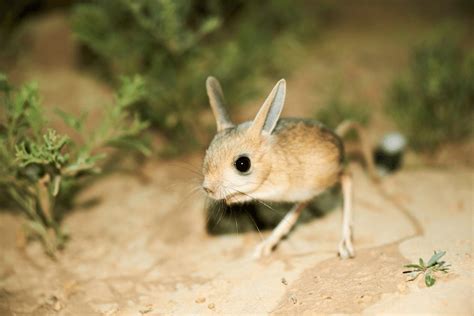 Long Eared Jerboa Facts Critterfacts