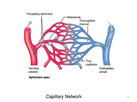 Ppt Microcirculation Powerpoint Presentation Free Download Id1949372