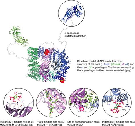 Functional Analysis Of Ap 2 α And μ2 Subunits Molecular Biology Of