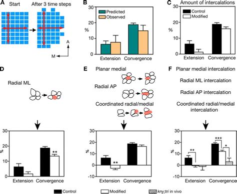 Computational Modeling Of Cell Intercalation Behaviors During The