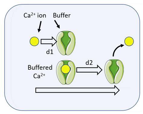 The Effect Of Ca 2 Buffering On Diffusion Length Signalling Reach
