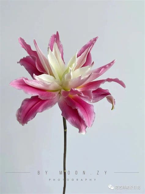 100朵百合vol12 红丝带重瓣百合，目光所及的灵动感！ 知乎