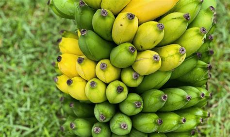 Hua Moa Banana Grow Guide Tropical Tree Guide