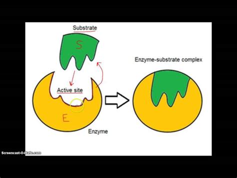 Enzyme Structure Active Site