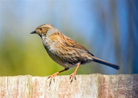 Male Dunnuck On Garden Fence Stock Image Image Of European Fauna