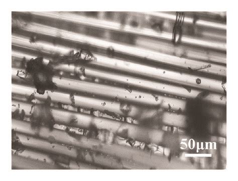 Micrographs Of The Longitudinal Section ×50 Of The Unstressed