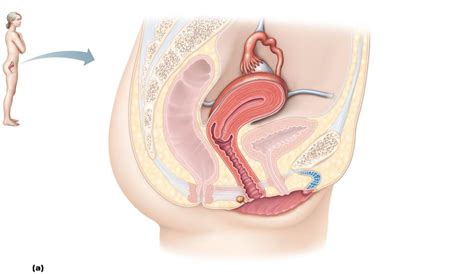 Female Reproductive System Internal Diagram Quizlet