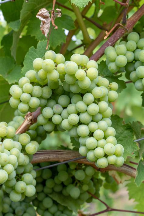 Verjus Vinaigrette Dressing · Bonnebouffe