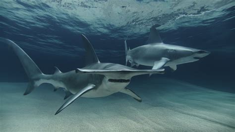 Li Elemental Dynamics Sand And Water Daz 3d