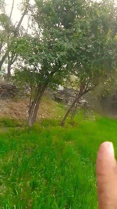 Viralvideo Tranding Youtube