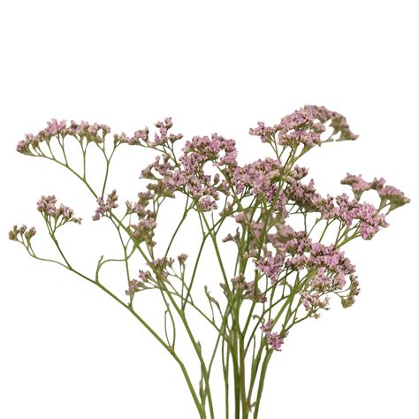 Safora Ochi Pink