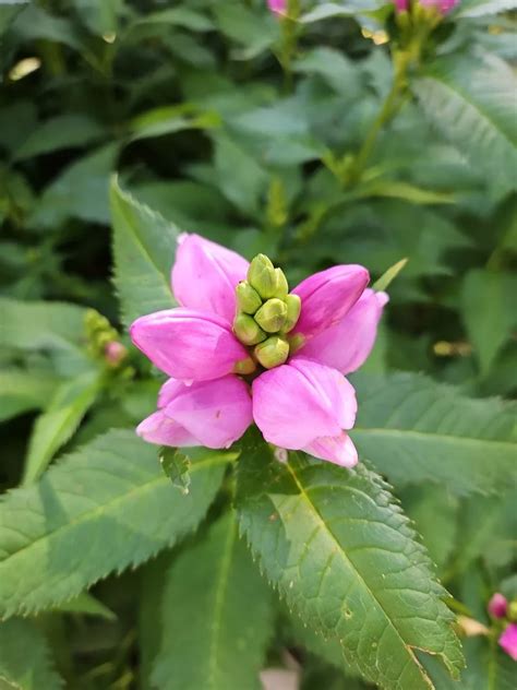 Pink Turtlehead Brandywine Native Garden Hub